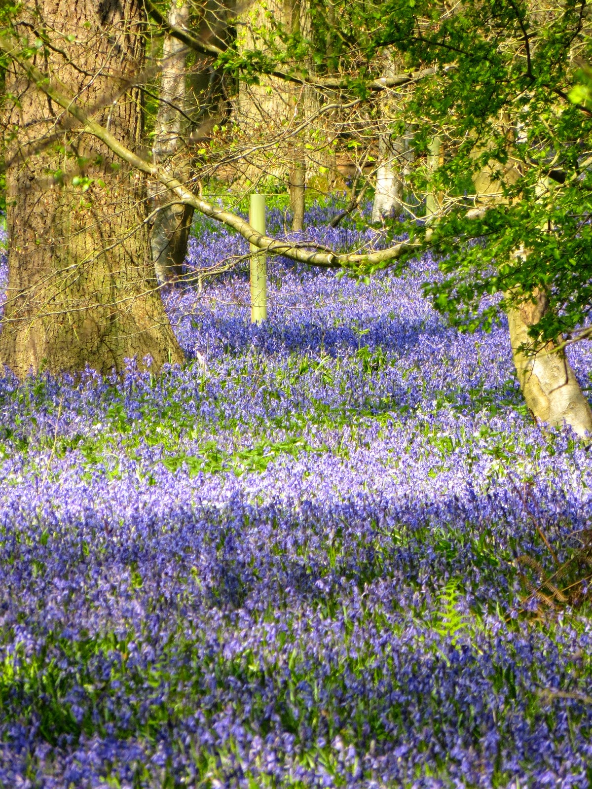 Curiouser and Curiouser: Bluebell Woods around Oxford