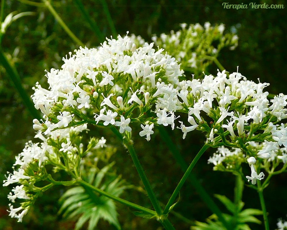 Benefícios da Valeriana | Terapia Verde