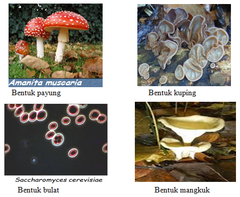 JAMUR(ciri,bentuk,ukuran,carahidup,habitat dan reproduksi)