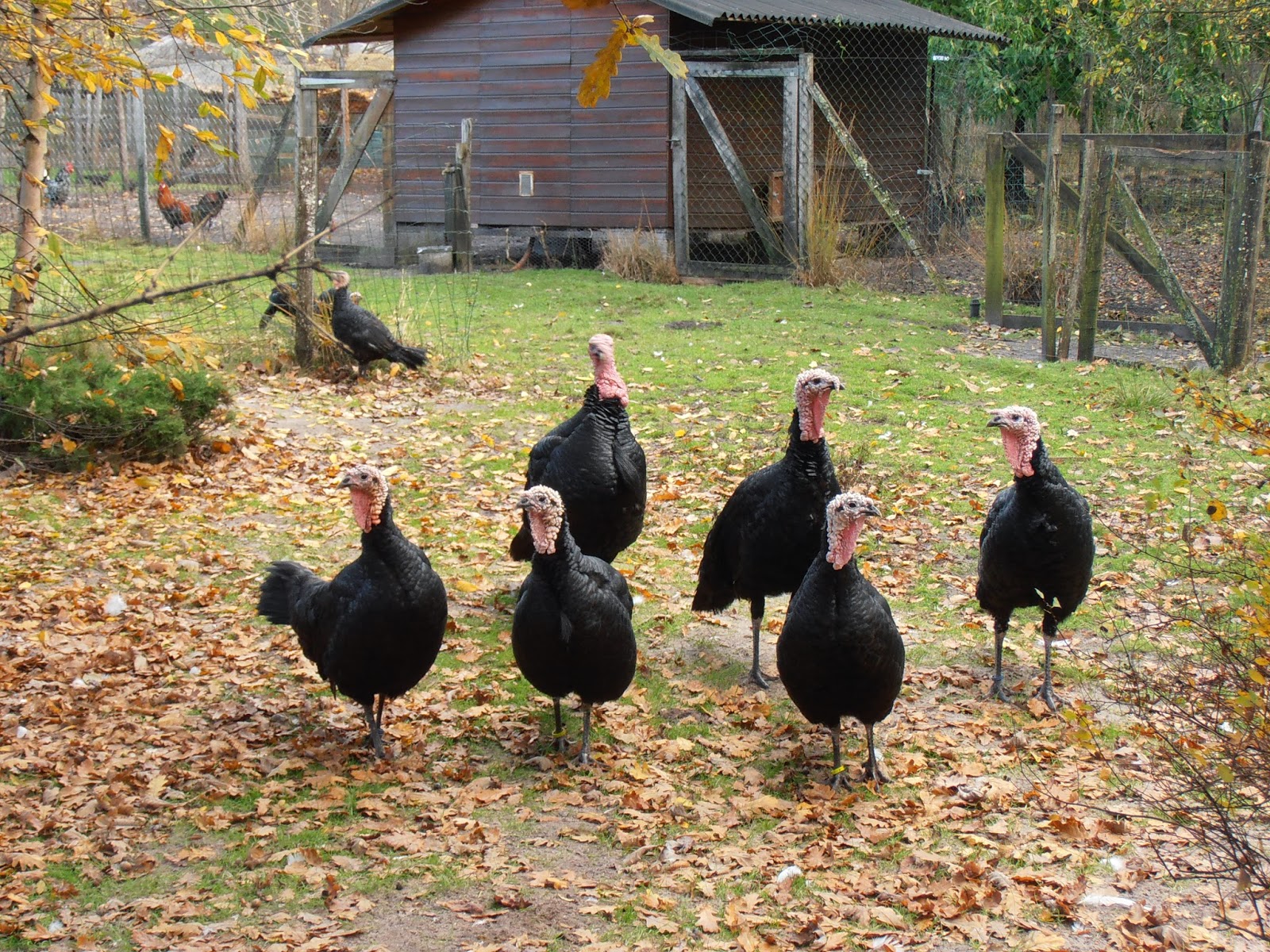 les Cocottes d'Origne : Dindon noir du gers