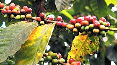 maya nawal: LEYENDA DE LA ROYA EN EL CAFÉ… (BASADO EN UNA HISTORIA REAL)