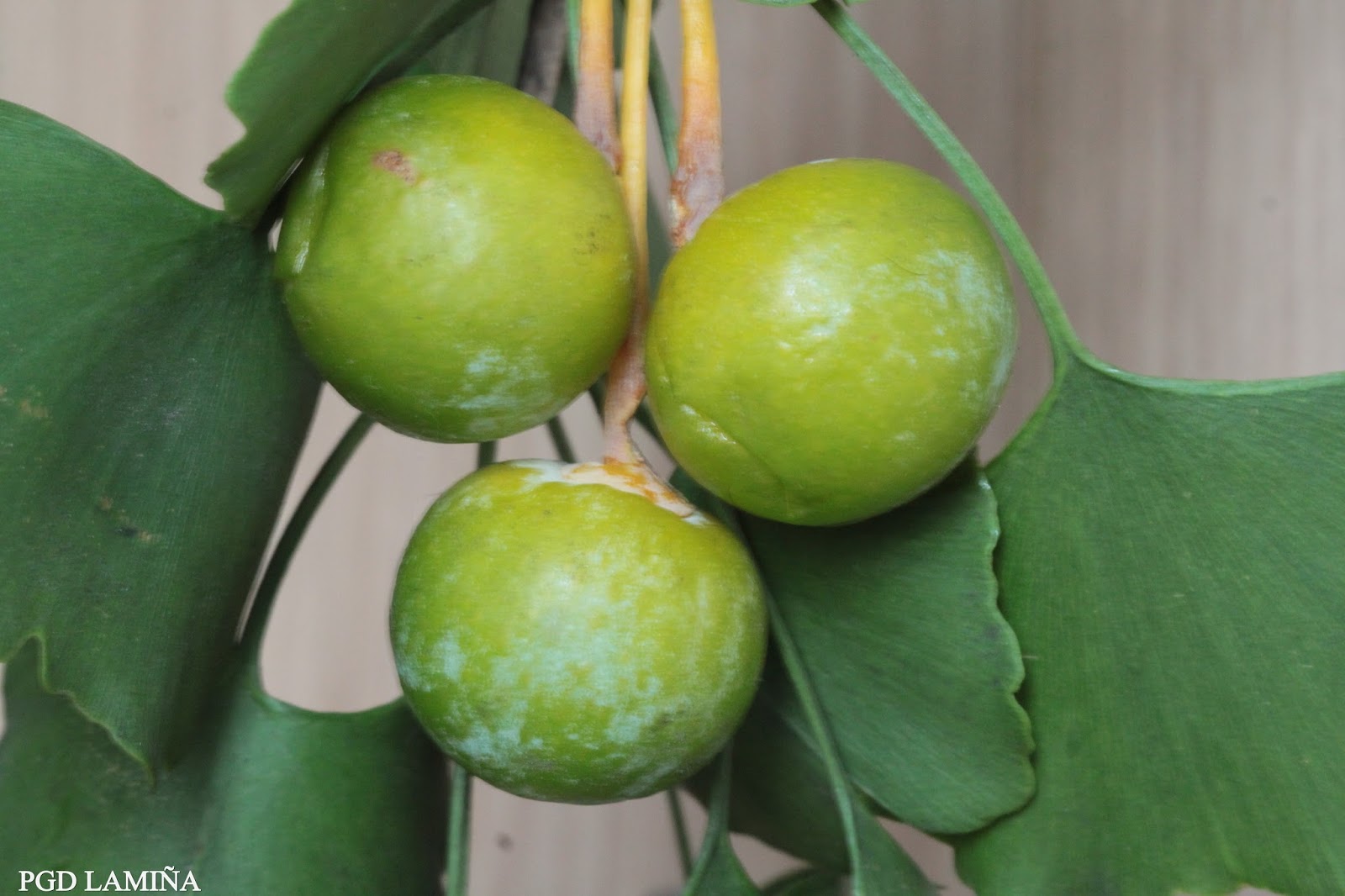 GINKGO BILOBA. gingo.