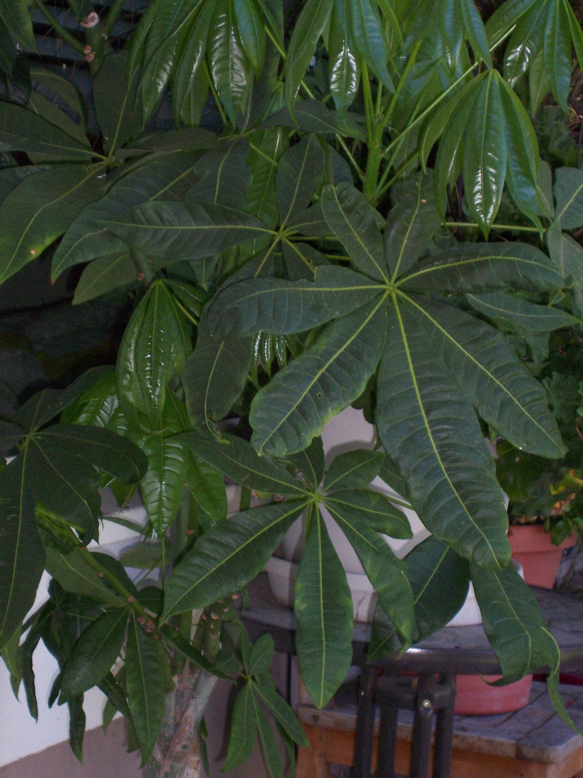 Topological Space: Three Different Money Trees