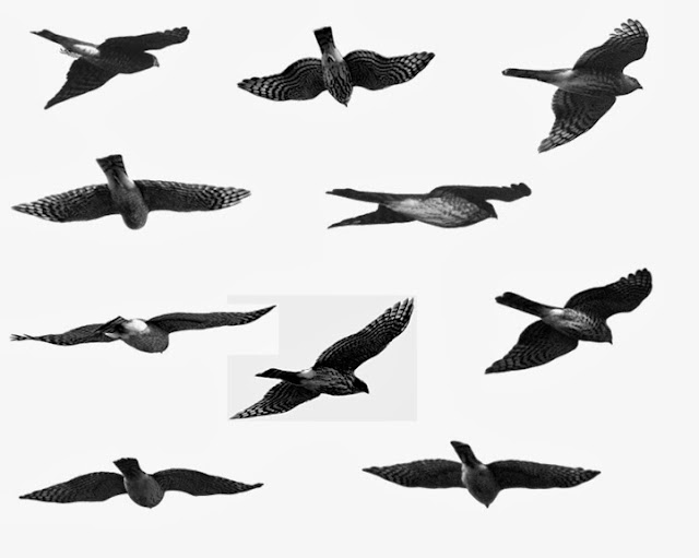 Raptor Identification and Photography: Pointed Wings