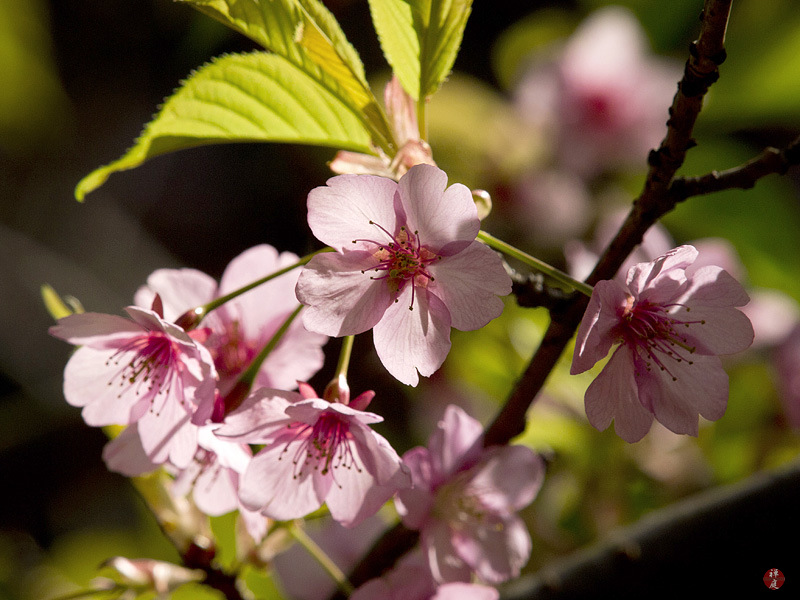 FROM THE GARDEN OF ZEN: Kawazu-zakura (Prunus lannesiana cv. Kawazu ...