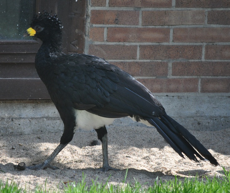 ZOOTOGRAFIANDO (MI COLECCIÓN DE FOTOS DE ANIMALES): MUITÚ / BARE-FACED ...