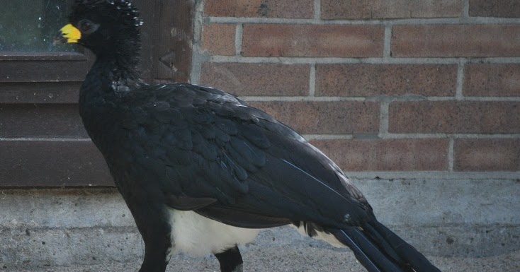 ZOOTOGRAFIANDO (6.100 ANIMALS): MUITÚ / BARE-FACED CURASSOW (Crax ...