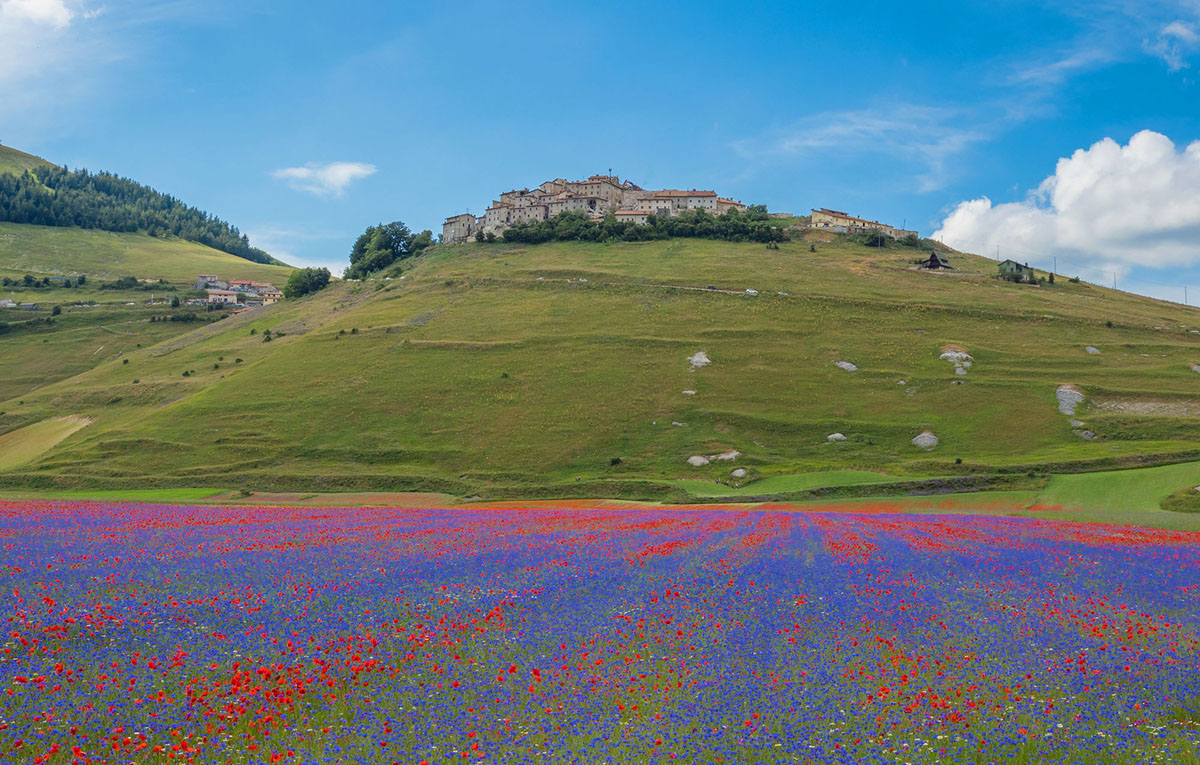 bensozia: Fields of Flowers
