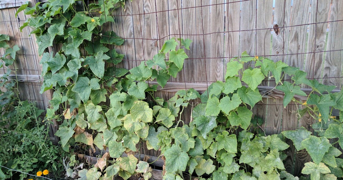 Essential Oils and Your Plants