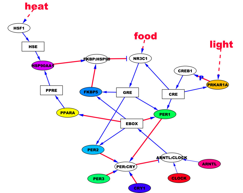 Educacion Diabetologica