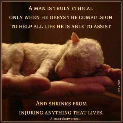 Singapore Community Cats: We must fight against the spirit of ...