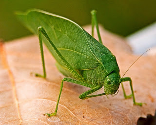 Sebarkan..Dua Cara Mudah Bezakan Belalang Pelesit (JIN) dengan Belalang ...