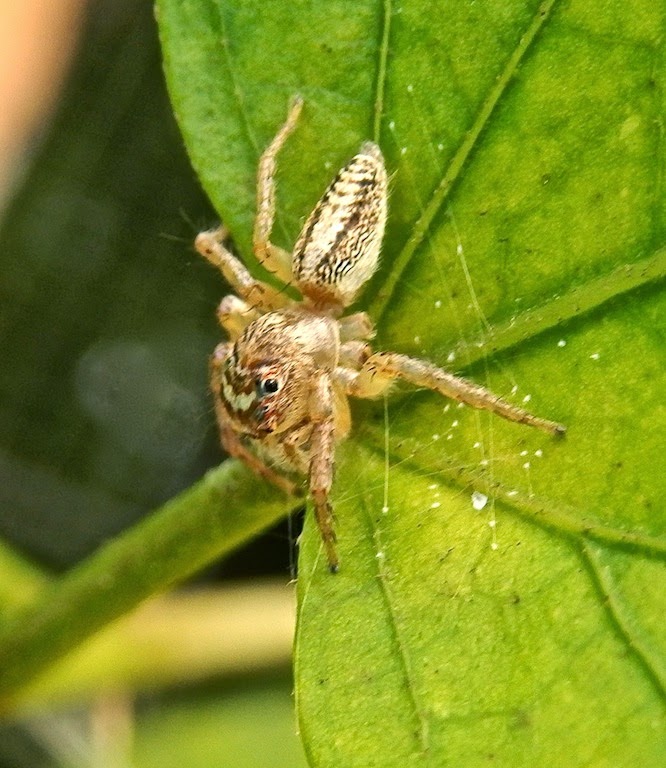 News from Coquette Point