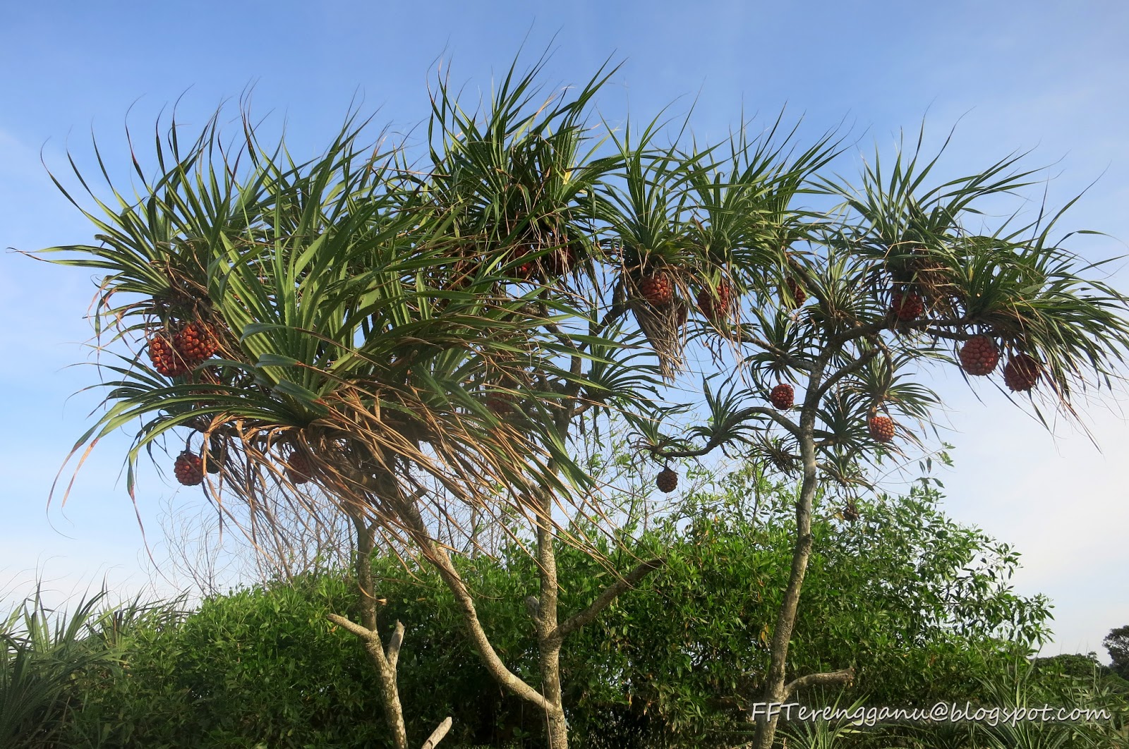Jomm Terengganu Selalu...: Pantai Chendering, Kuala Terengganu