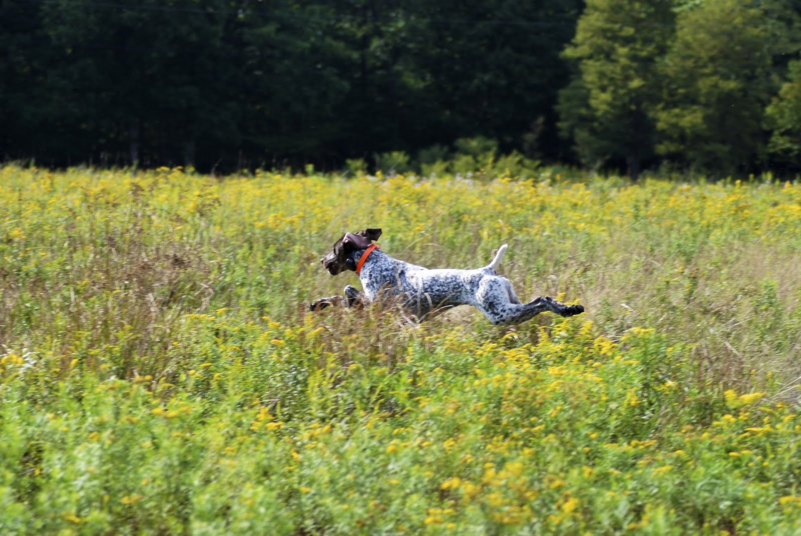 Adventures of a GSP Hunting Dog: Bird Dog Road Trip!!