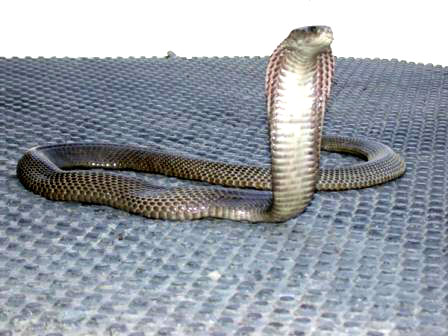 Philippine Cobra | The Life of Animals