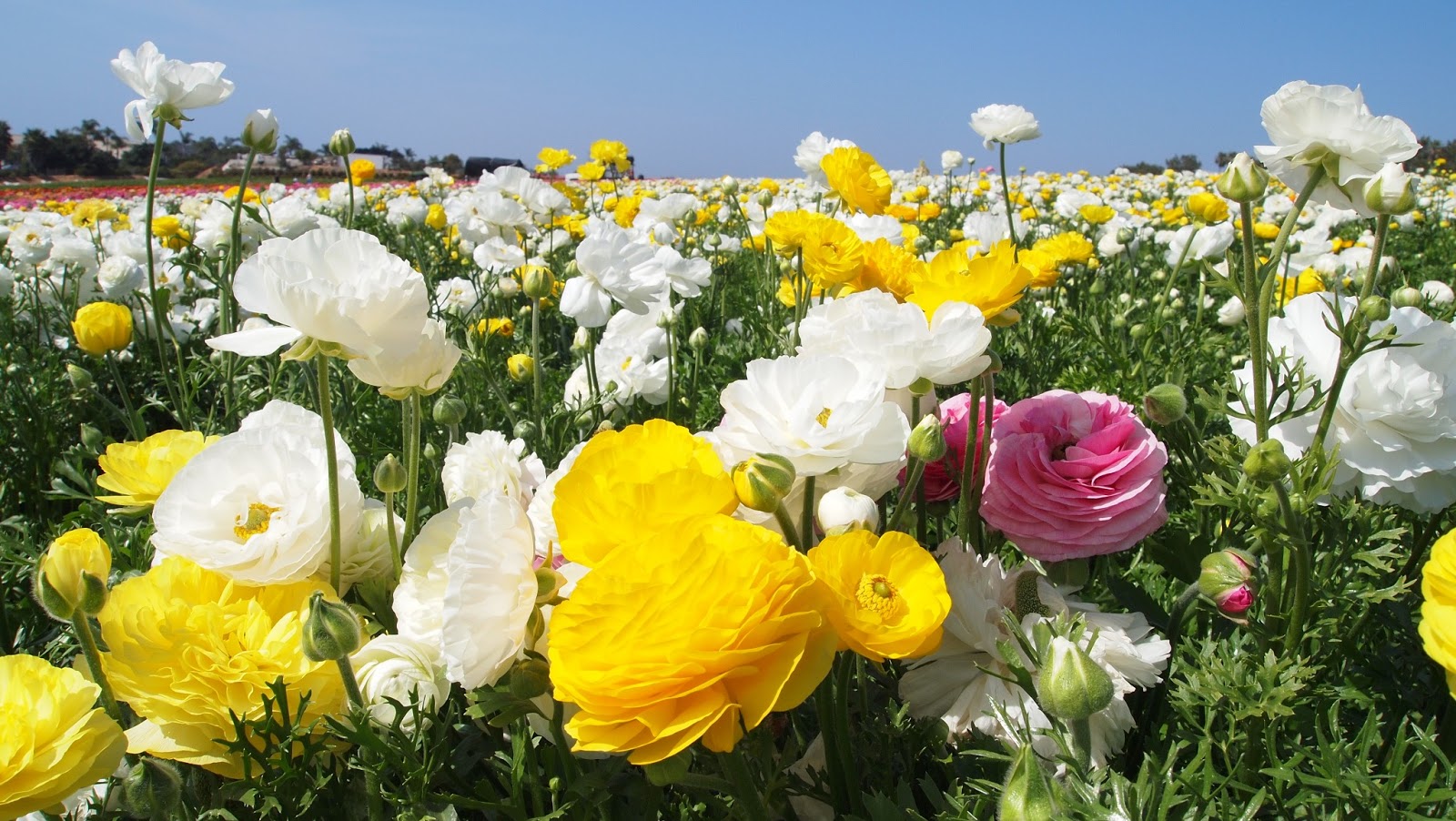 Life is Good: Musim Semi 2013