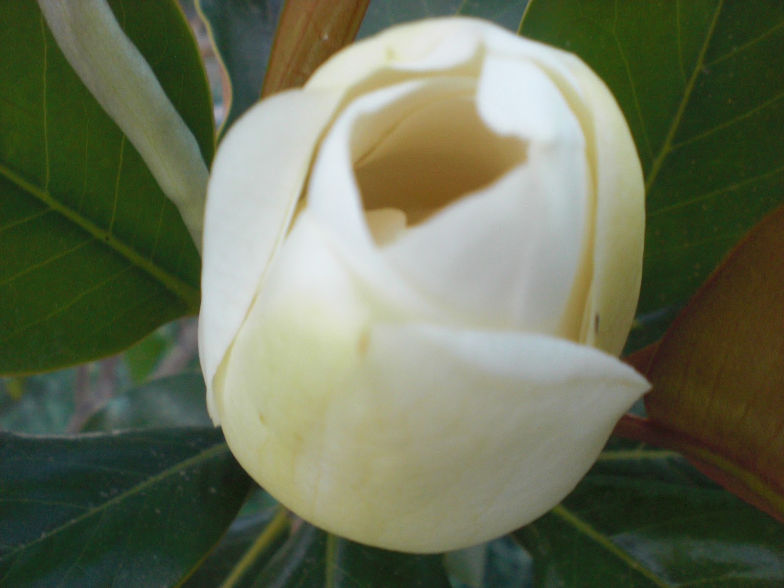 Perfumes y luces de Extremadura: Magnolia o Magnolio. Magnolia ...