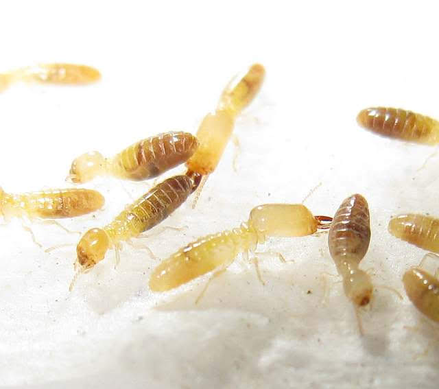 Photos and Info on Ants and Termites of Malaysia: Microcerotermes sp