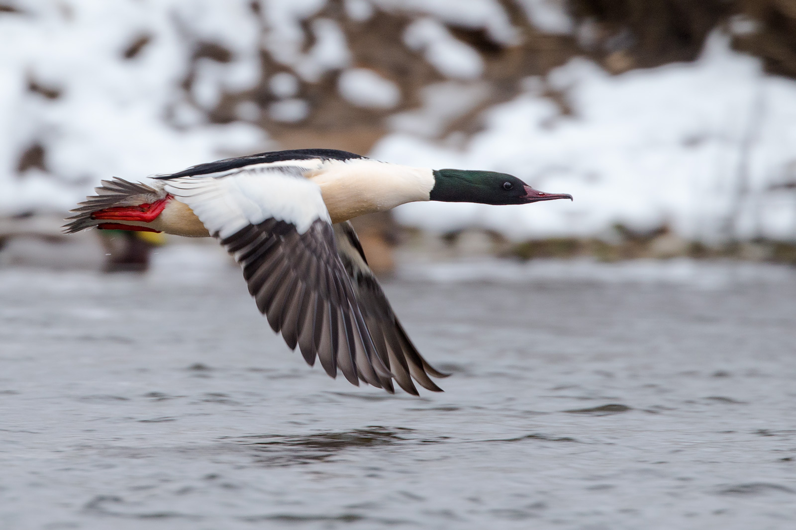 Goosander - male