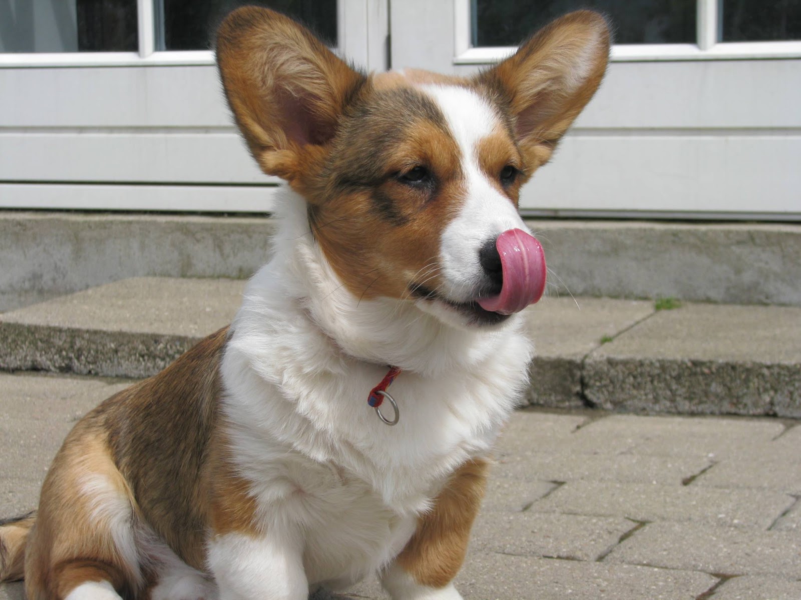 Cardigan Welsh Corgi UK: ..Red Wednesday
