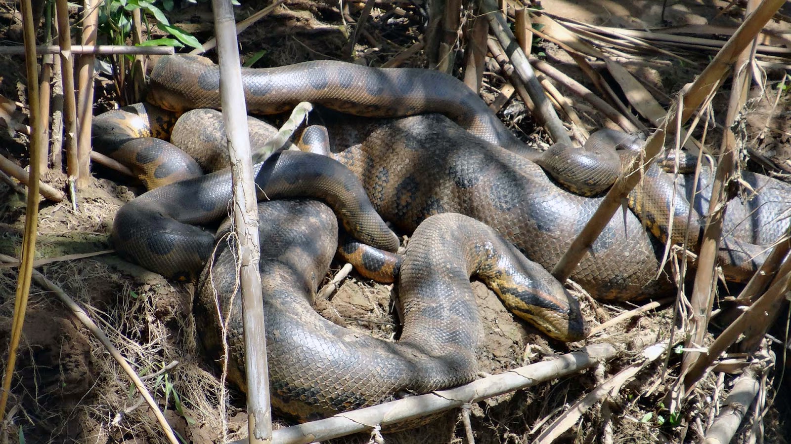 Garden on the Edge: Most Exciting Event of Amazon Watershed Trip