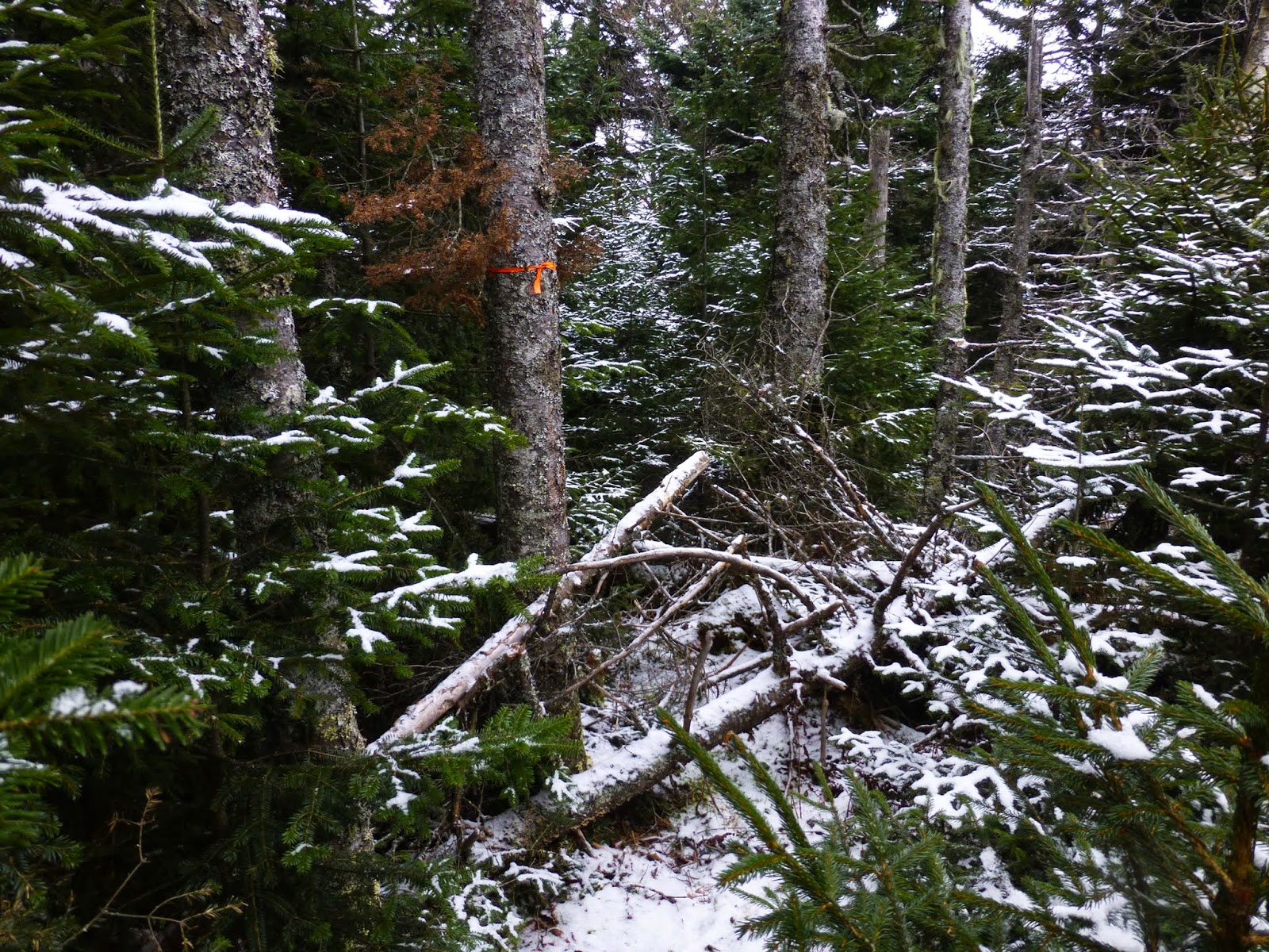 Off on Adventure: Puffer Mountain (3472') and Bullhead Mountain (3432 ...