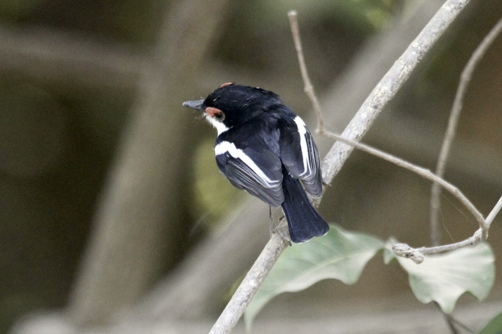 Another Sussex Birder's Observations: Birding the Gambia Day 5 Farasuto ...