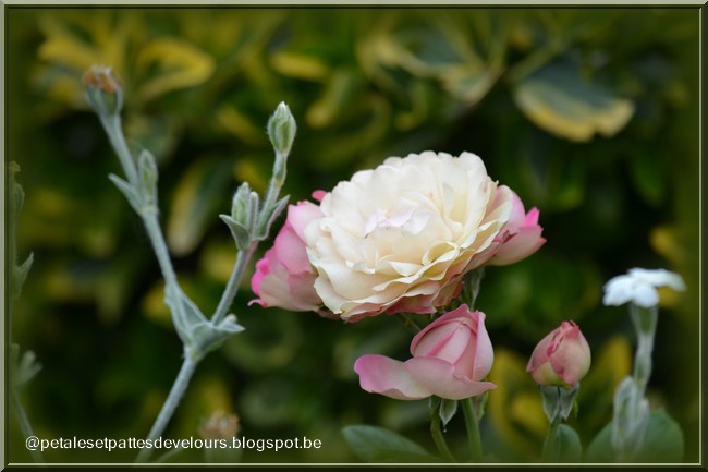 Pétales et pattes de velours: La beauté d'une rose : Acropolis