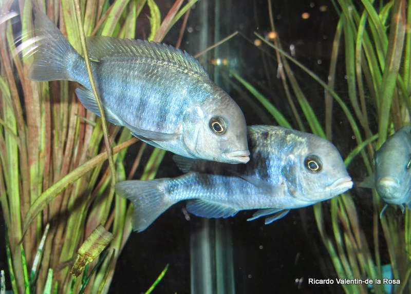 Ricardo's Blog, : Blue Moorii cichlid, also known as Blue Dolphin ...