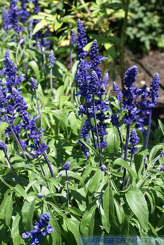 Faaxaal - Photos nature gratuites et libres de droits: Sauge farineuse ...