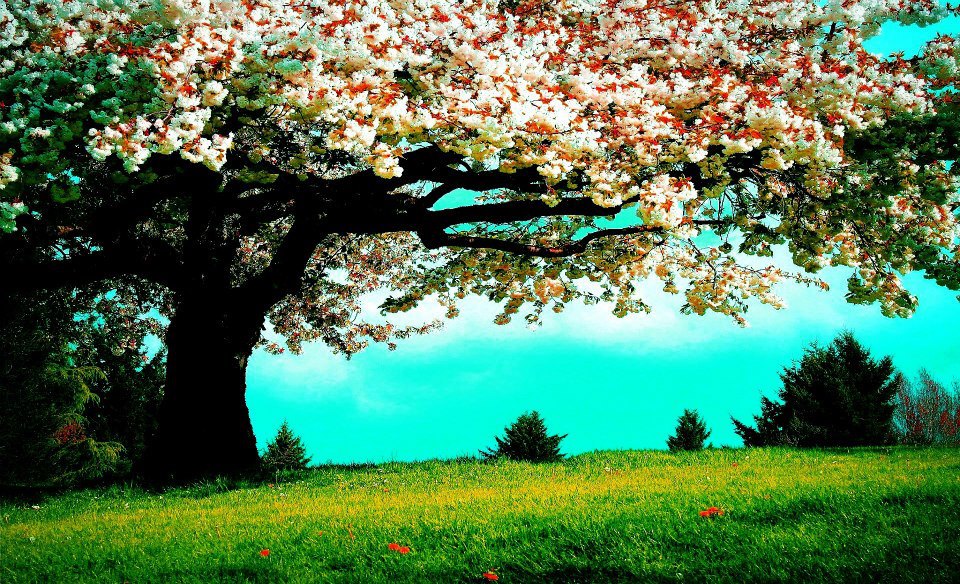 MIL E UMA FLORES: Mil e uma flores/paisagens floridas