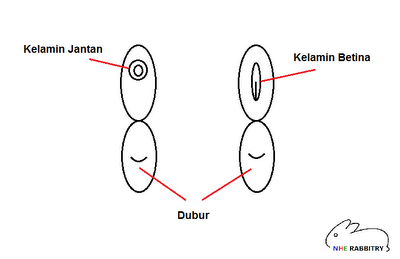 Mengenal Jantina Arnab ~ NHE Rabbitry