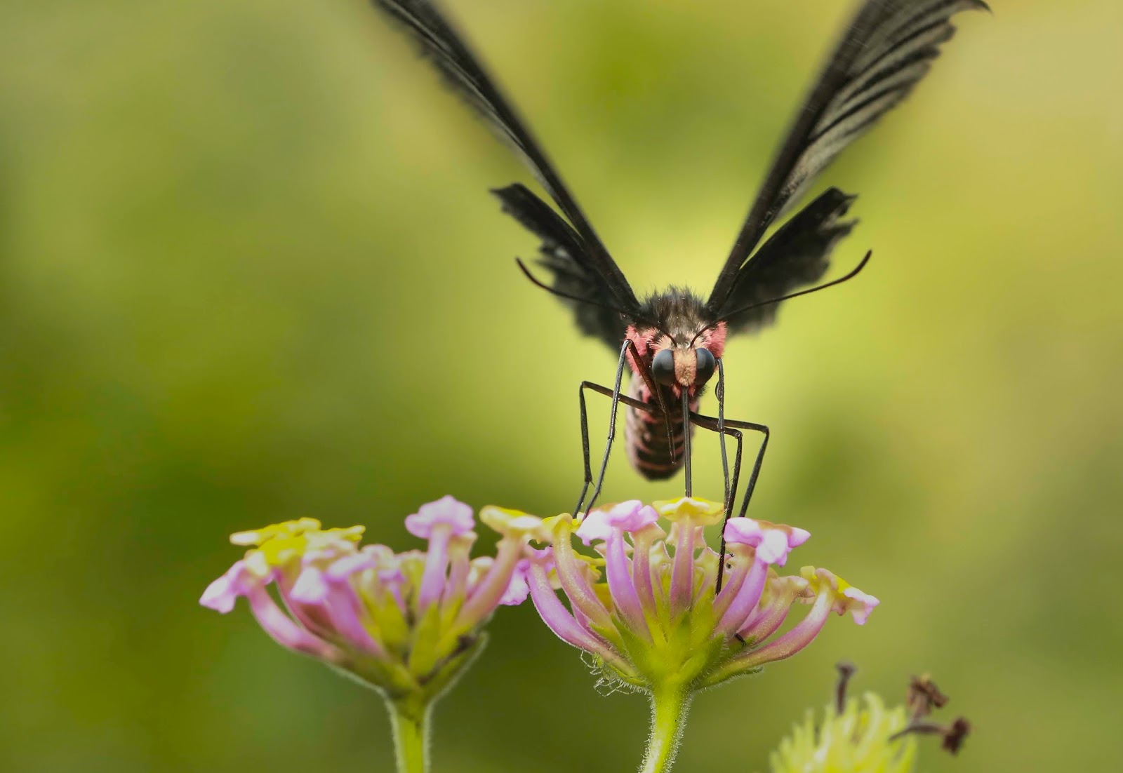 Butterflies of Vietnam: 78. Atrophaneura varuna astorion (The Common ...