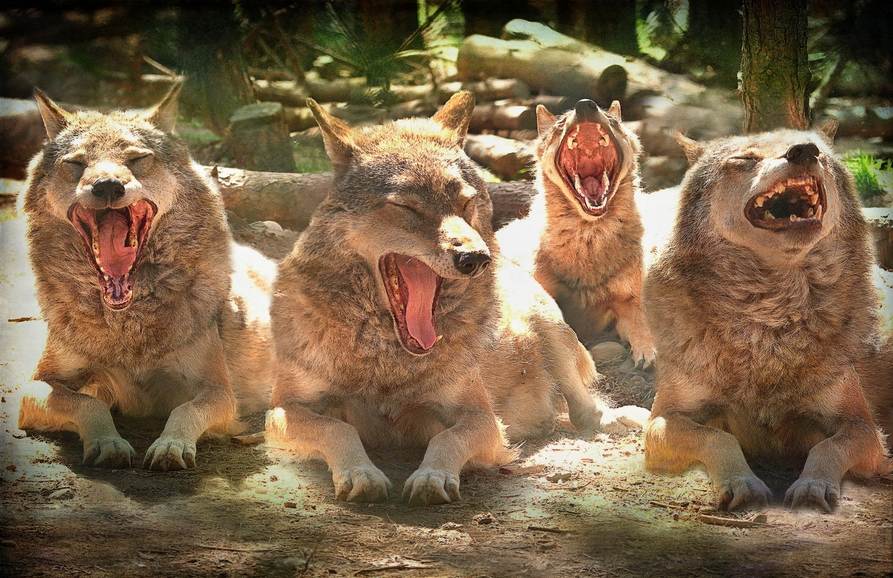 White Wolf : Scientists Claim That Wolf Yawning Is Contagious. Let's ...
