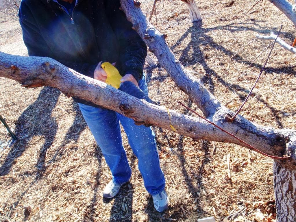 Xtremehorticulture of the Desert: Use the 1-2-3 Cut for Large Limb Removal