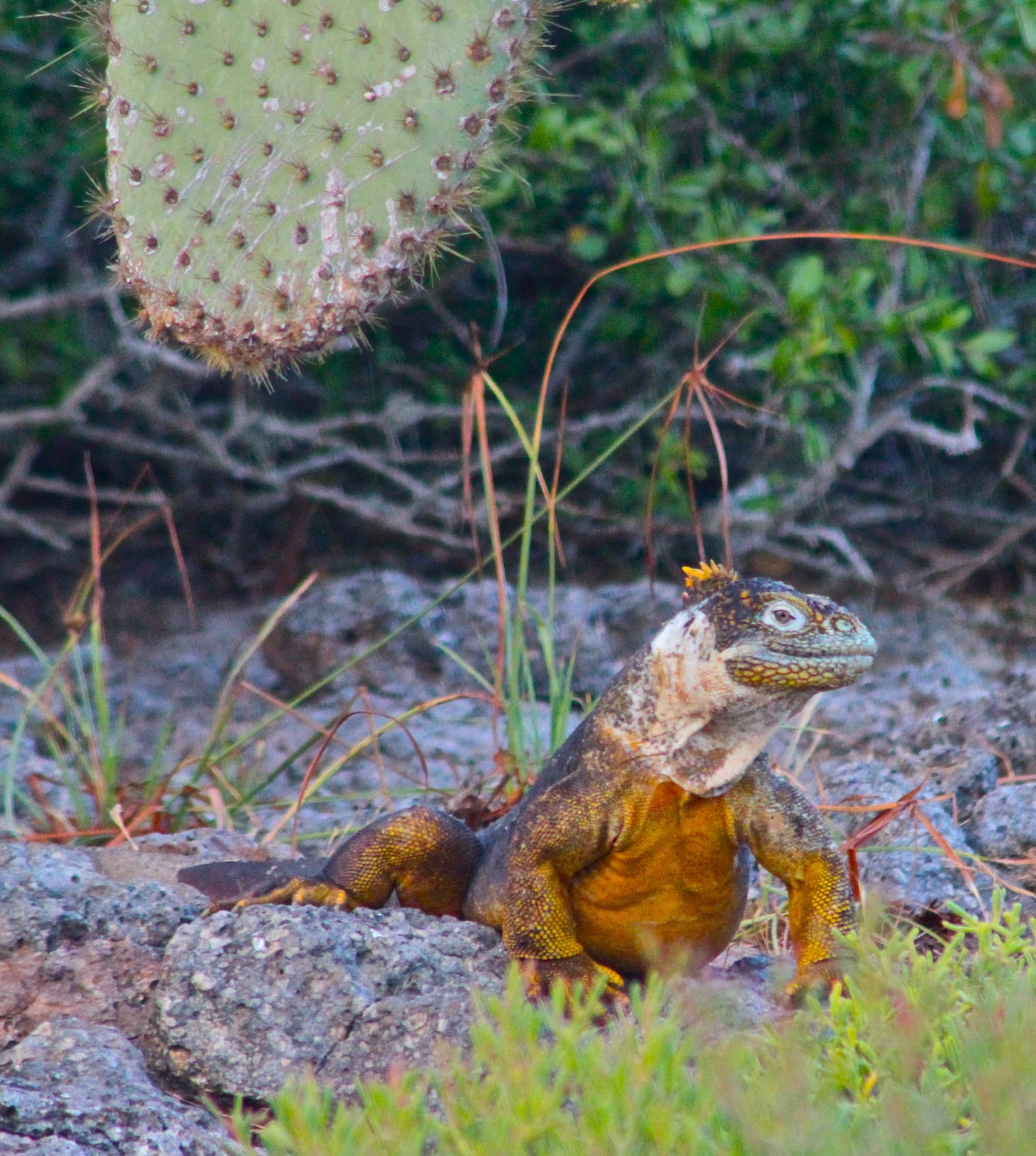 Nature Photography: Galapagos Reptiles & Turtles
