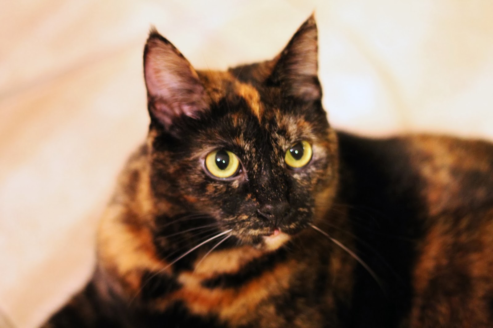 Dork & Doodle: The Cat Crew: Aiyana