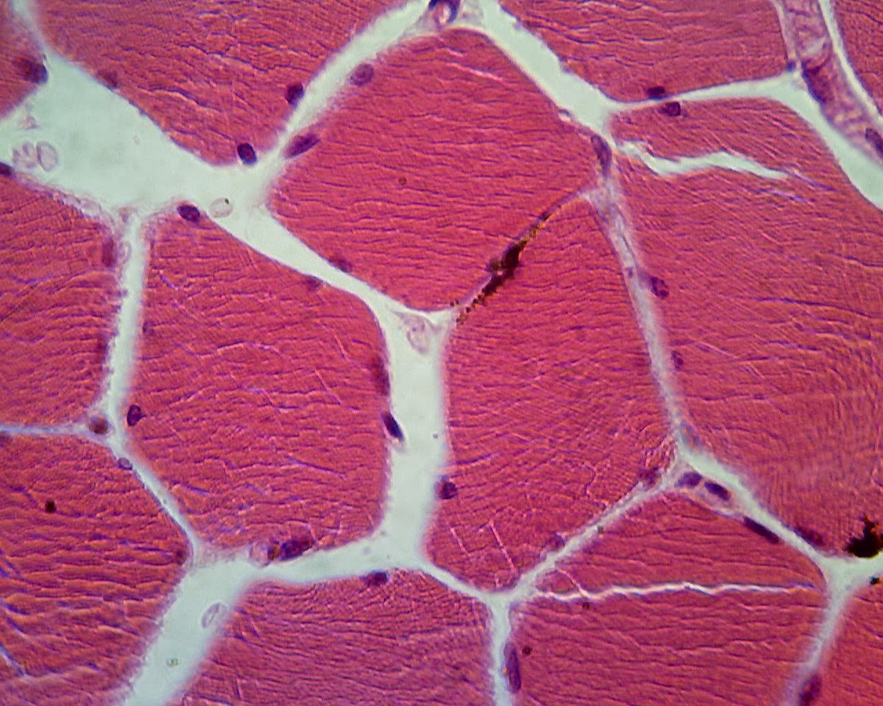 Alimentation & Sport: Les muscles