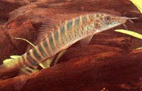 AQUARIOS PEIXES CUIDADOS E ESPECIES: Bótia Tigre