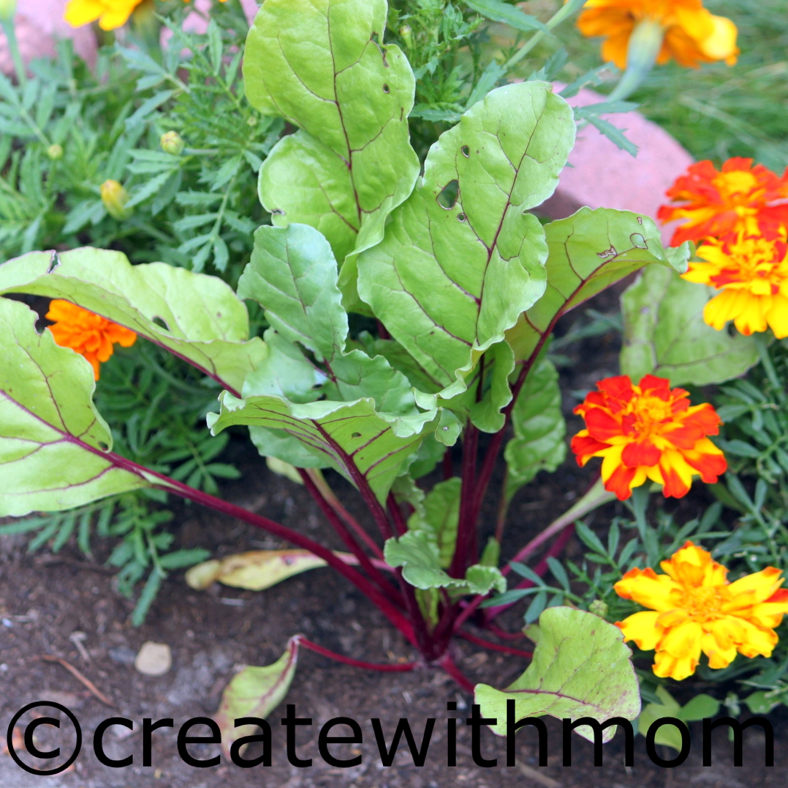 Create With Mom: Beetroot plant and curry