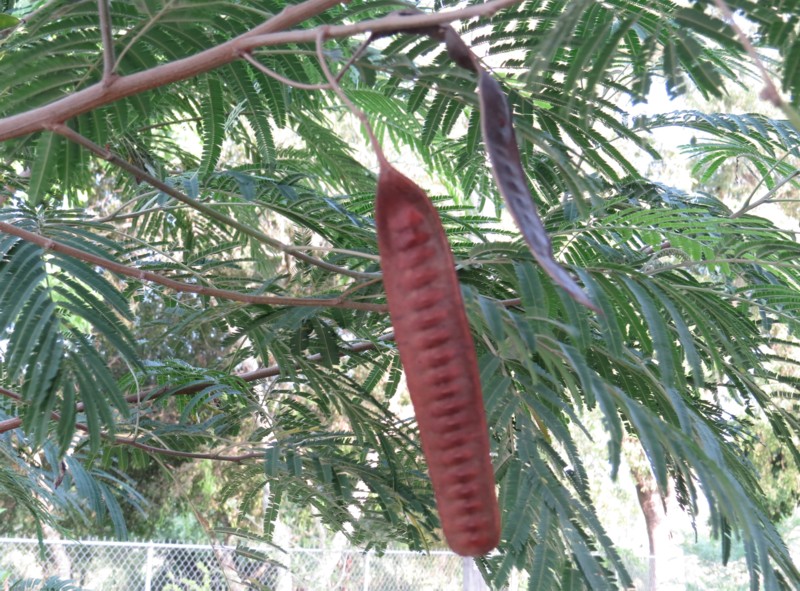 Alamo Inn BnB Gear and Tours: July 2018