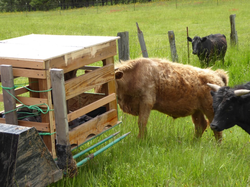 Rural Revolution: Calf cage photos