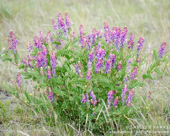 Prairie Wildflowers: Two-grooved Milk Vetch on a Prairie Bluff