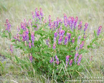 Prairie Wildflowers: Two-grooved Milk Vetch on a Prairie Bluff