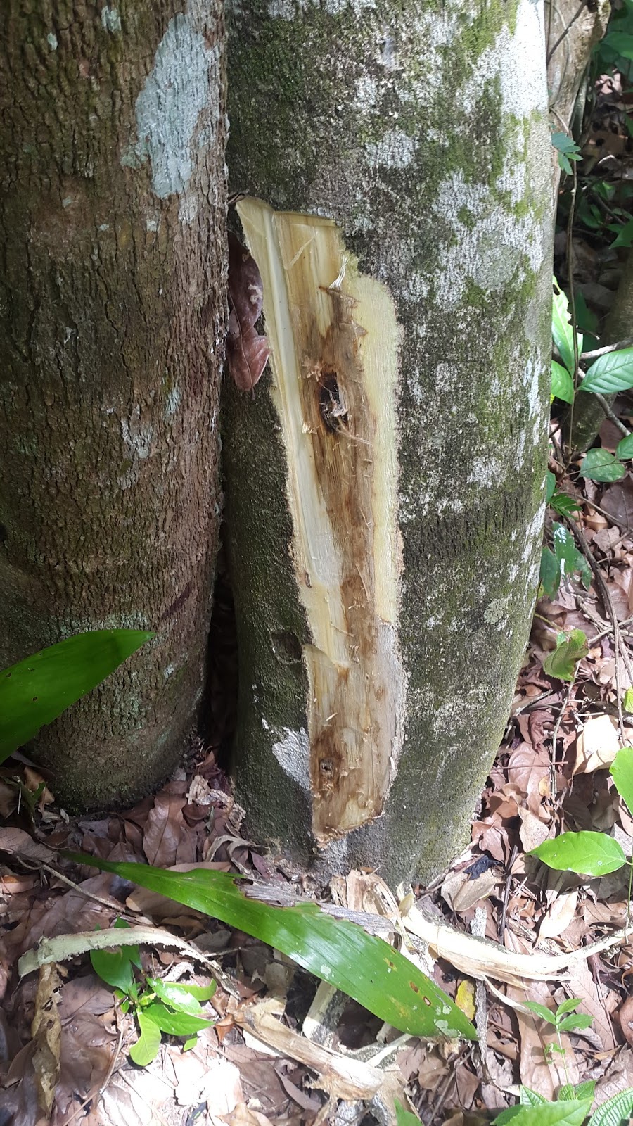 GOLD-FOREST R&D AGAR WOOD: AGAR WOOD INOCULATIONS. Outside The Box.