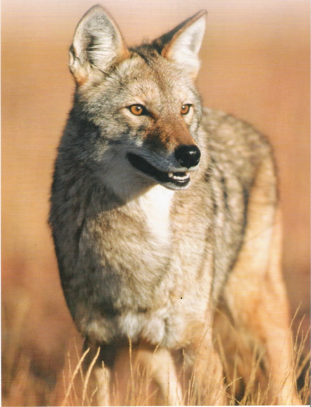 Zoológico Virtual do Koba: Outubro 2015