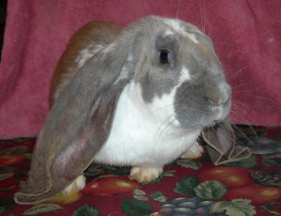 Lop rabbit - MY PETS