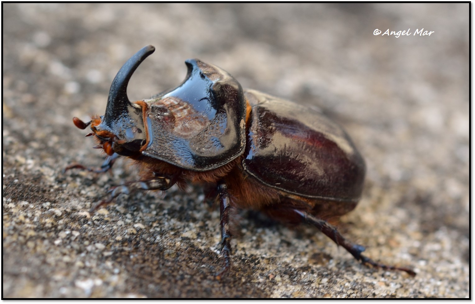 Flores y Bichos ***: Escarabajo rinoceronte europeo (Oryctes nasicornis ...