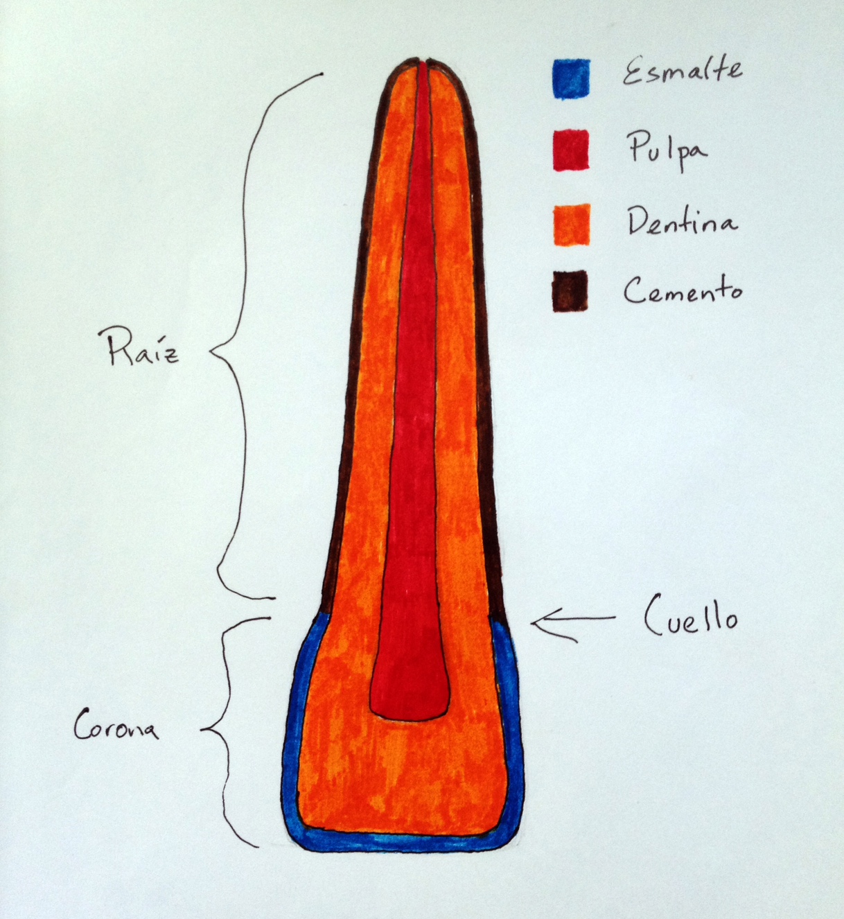 Cuáles son las partes de un diente. ~ Primeros dientes